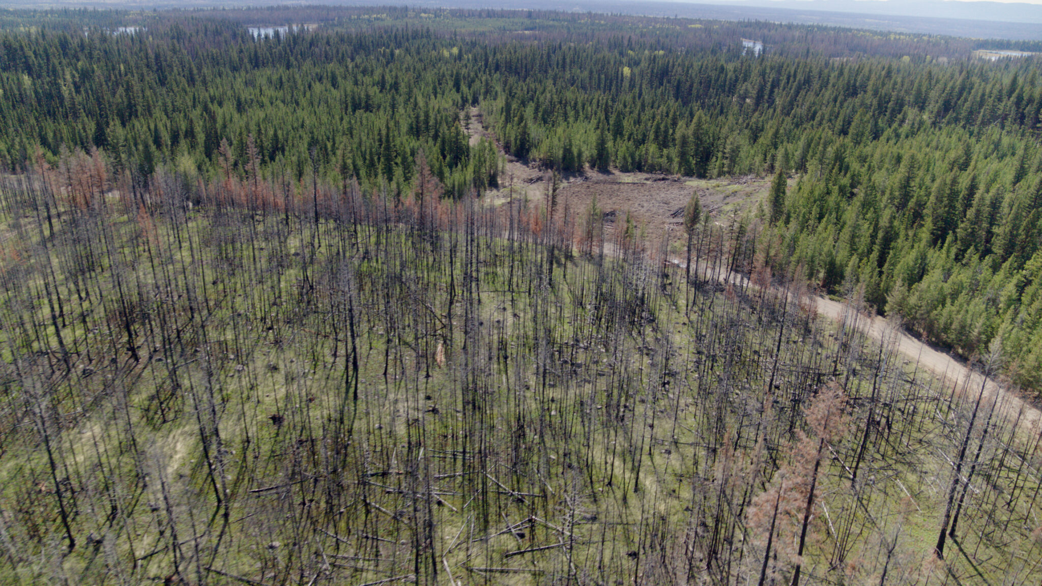 Here's why Indigenous-led wildfire restoration works - WWF.CA