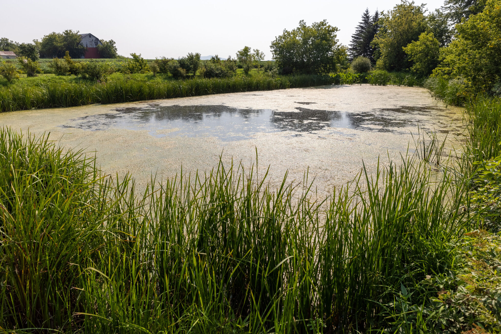 Act Locally: How to help wetlands work for you - WWF.CA
