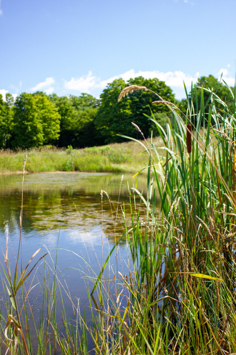 Act Locally: How to help wetlands work for you - WWF.CA