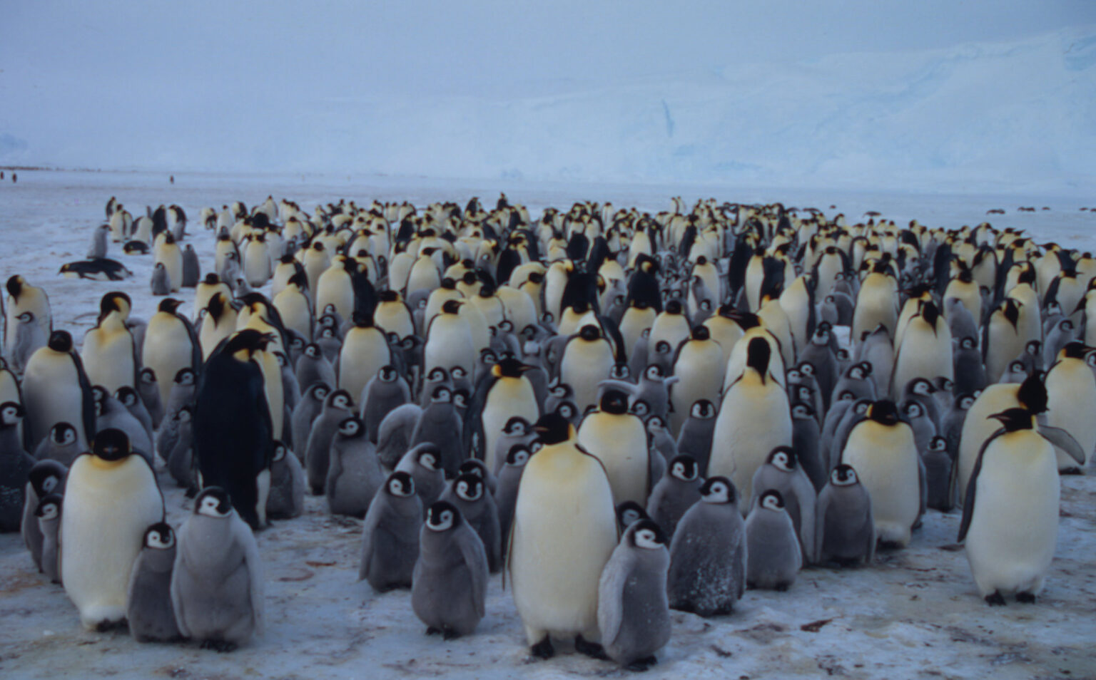Top 10 facts about emperor penguins - WWF.CA