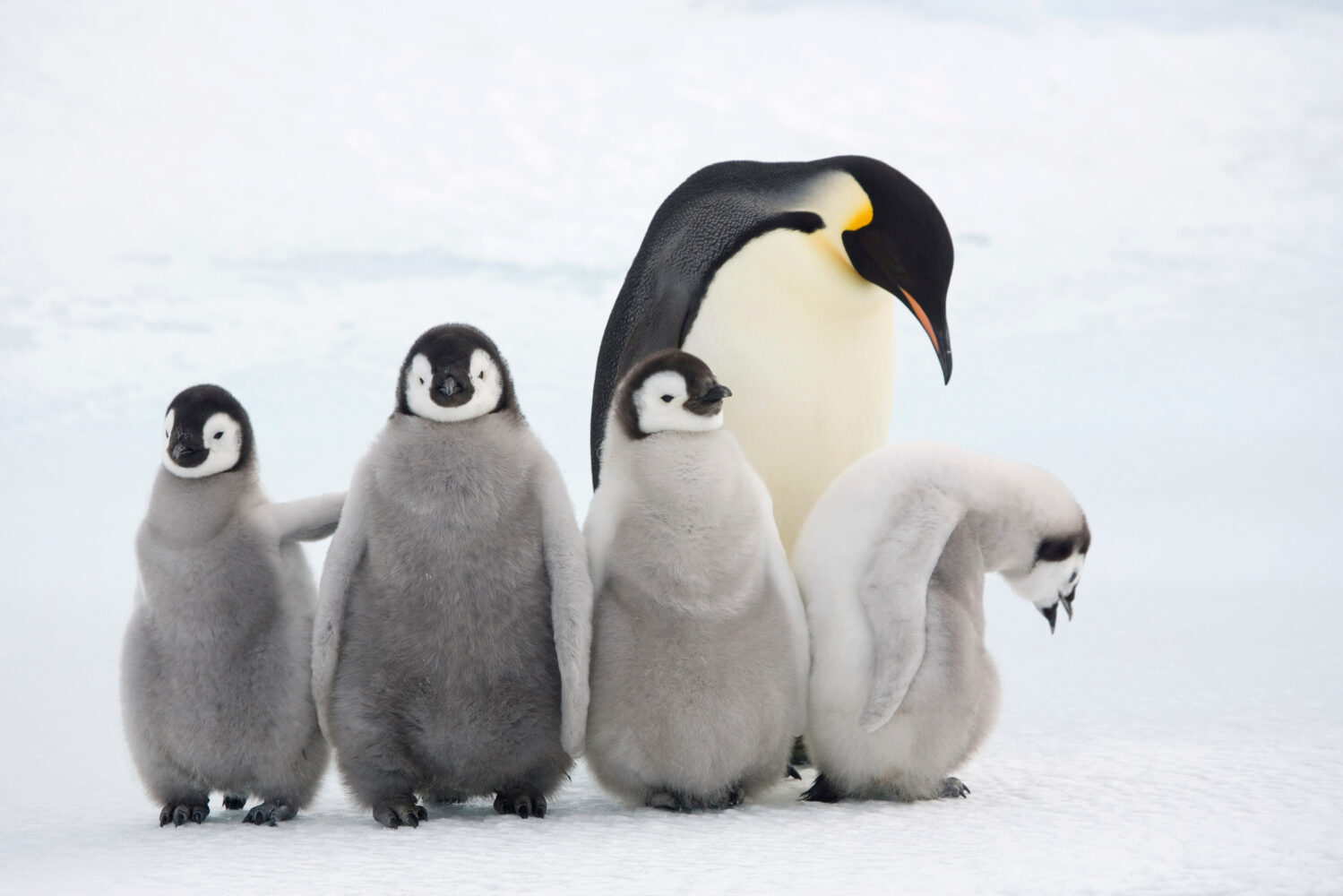 Top 10 facts about emperor penguins - WWF.CA