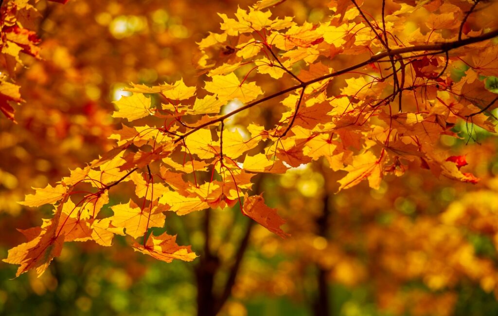 Barking up the right tree: picking and planting a native tree or shrub ...