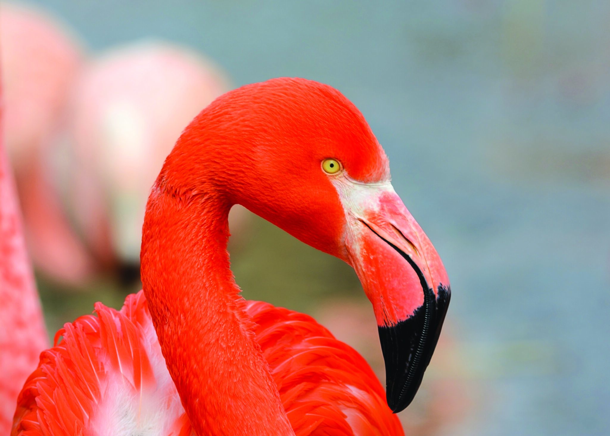 Six Flamboyant Flamingo Facts - WWF.CA