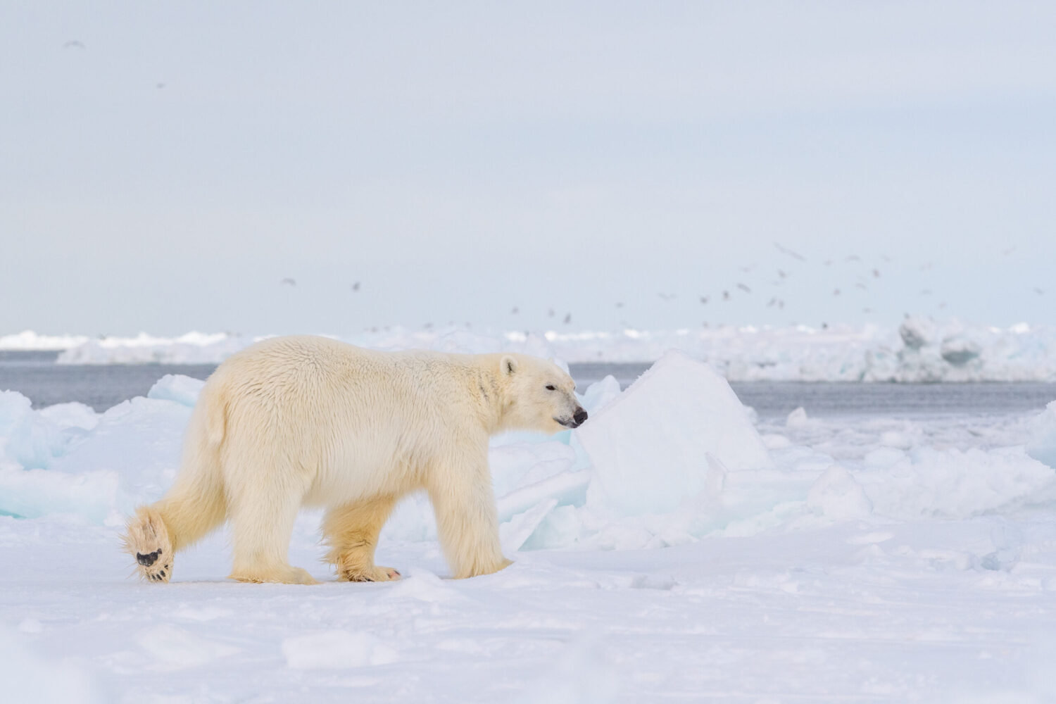 COP16: Protecting Arctic marine biodiversity through ArcNet - WWF.CA
