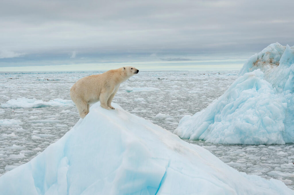 Tech tools in the polar bear conservation toolbox - WWF.CA