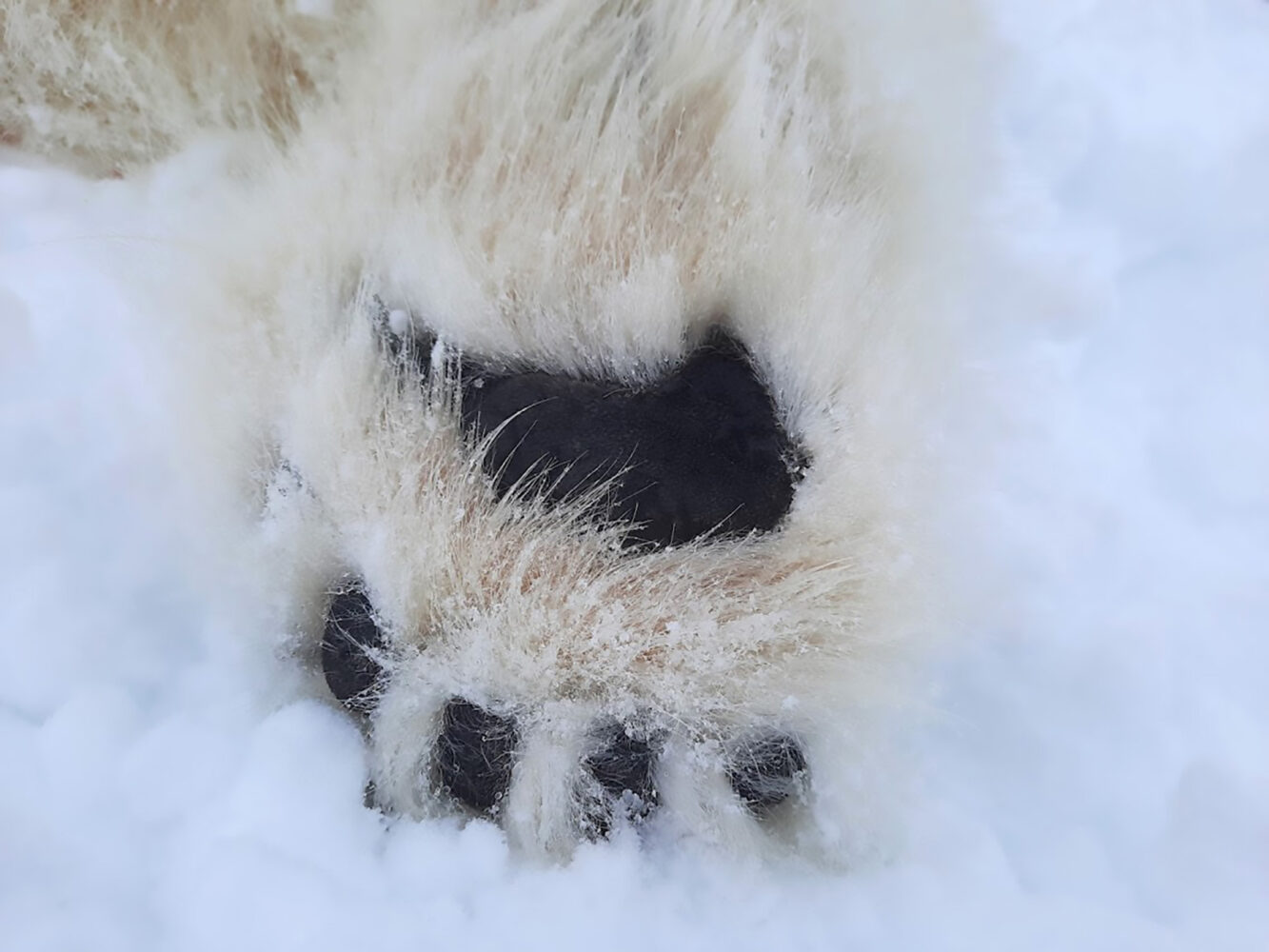 Sampling polar bear footprints in the snow for conservation insights ...