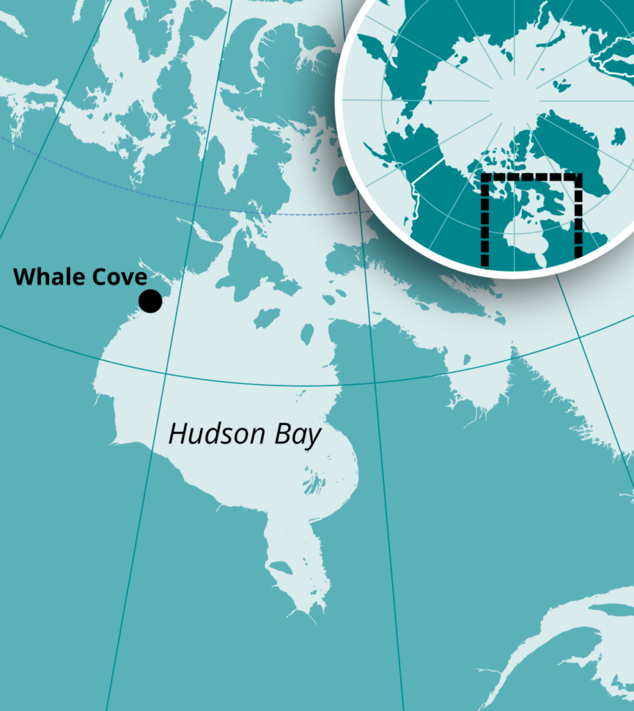 Learning to live alongside polar bears in Whale Cove - WWF.CA