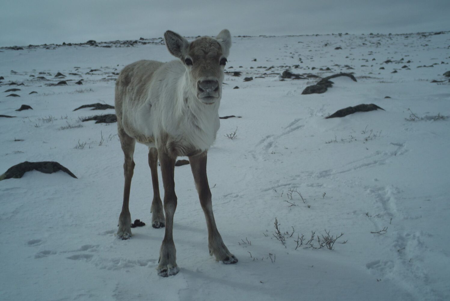 Arctic caribou are on thin ice. AI and other tech can help change that ...
