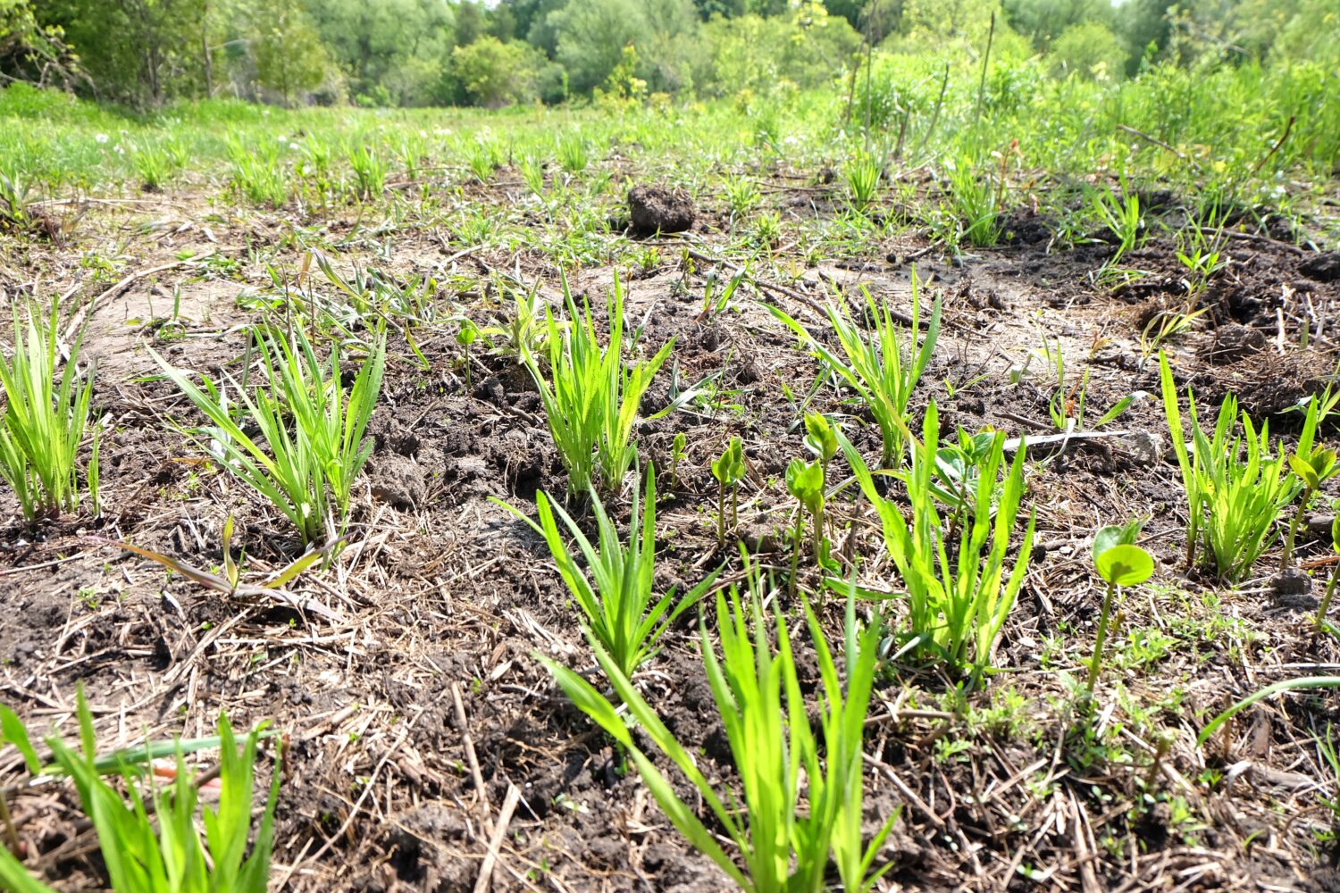 Act Locally: How native plants can help you take on invasive species ...
