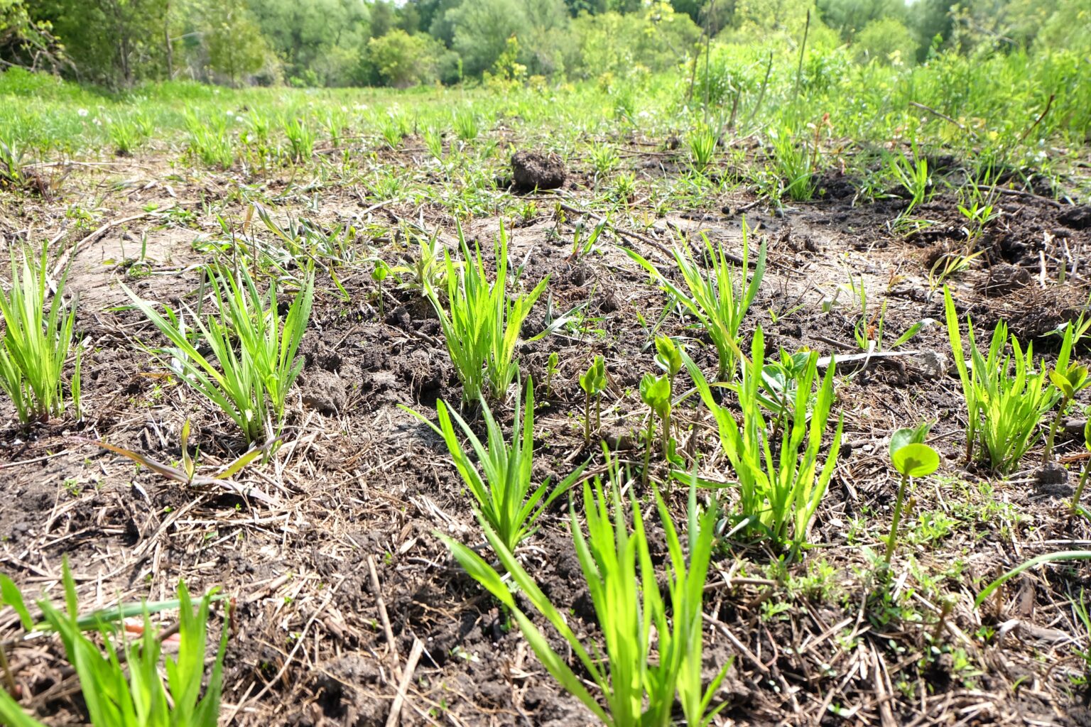 Act Locally: How native plants can help you take on invasive species ...