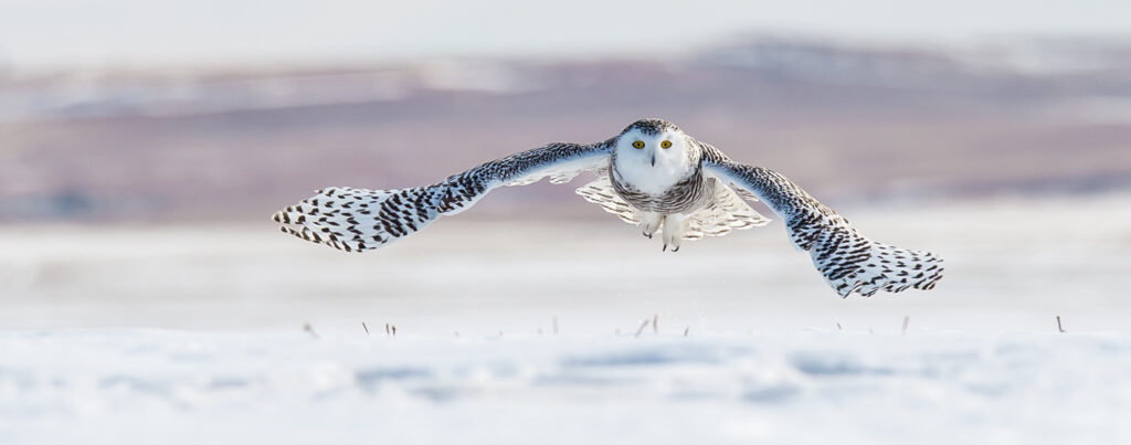 World Wildlife Fund Canada | WWF.CA