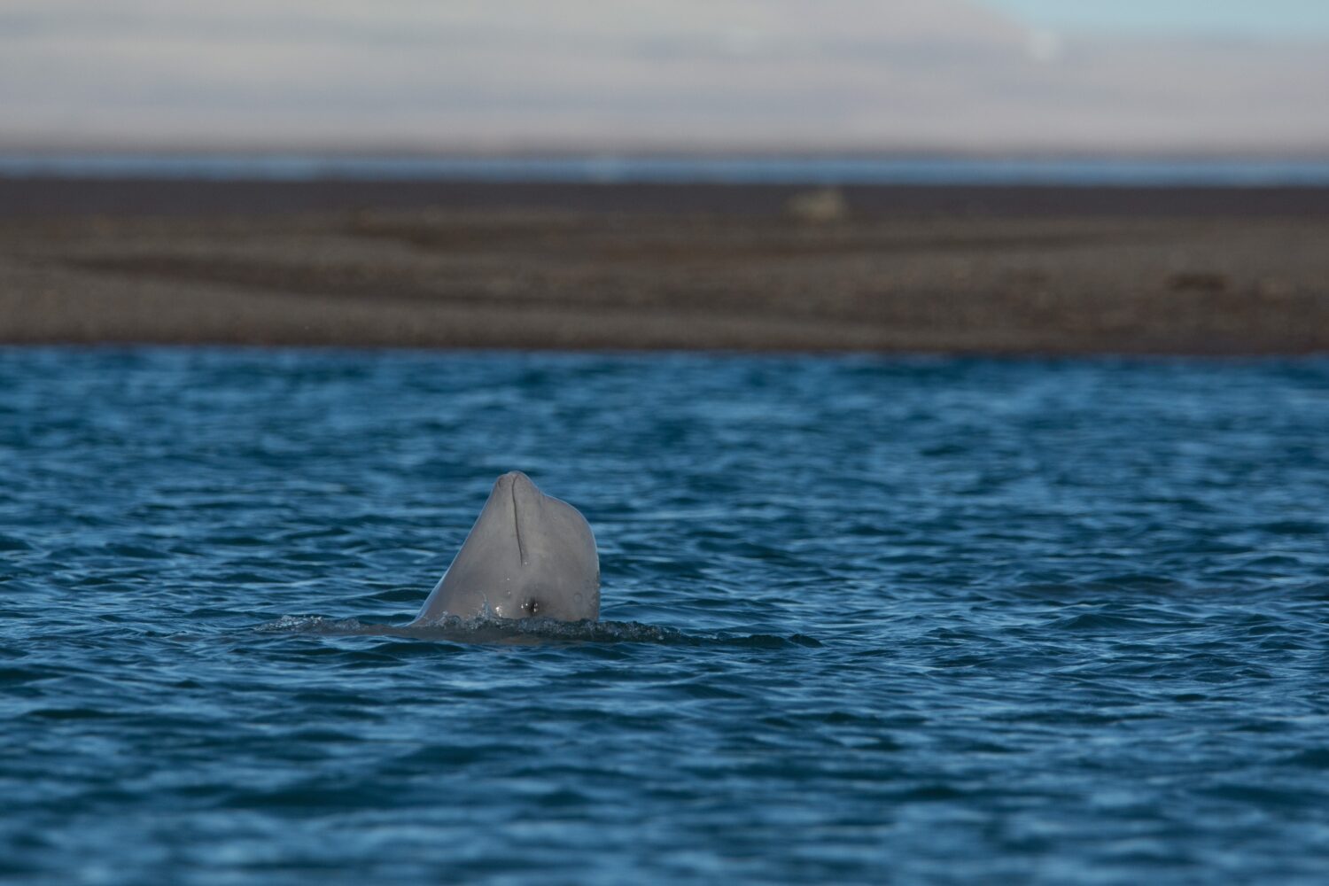 On the edge of research: Field notes from a month-long High Arctic ...