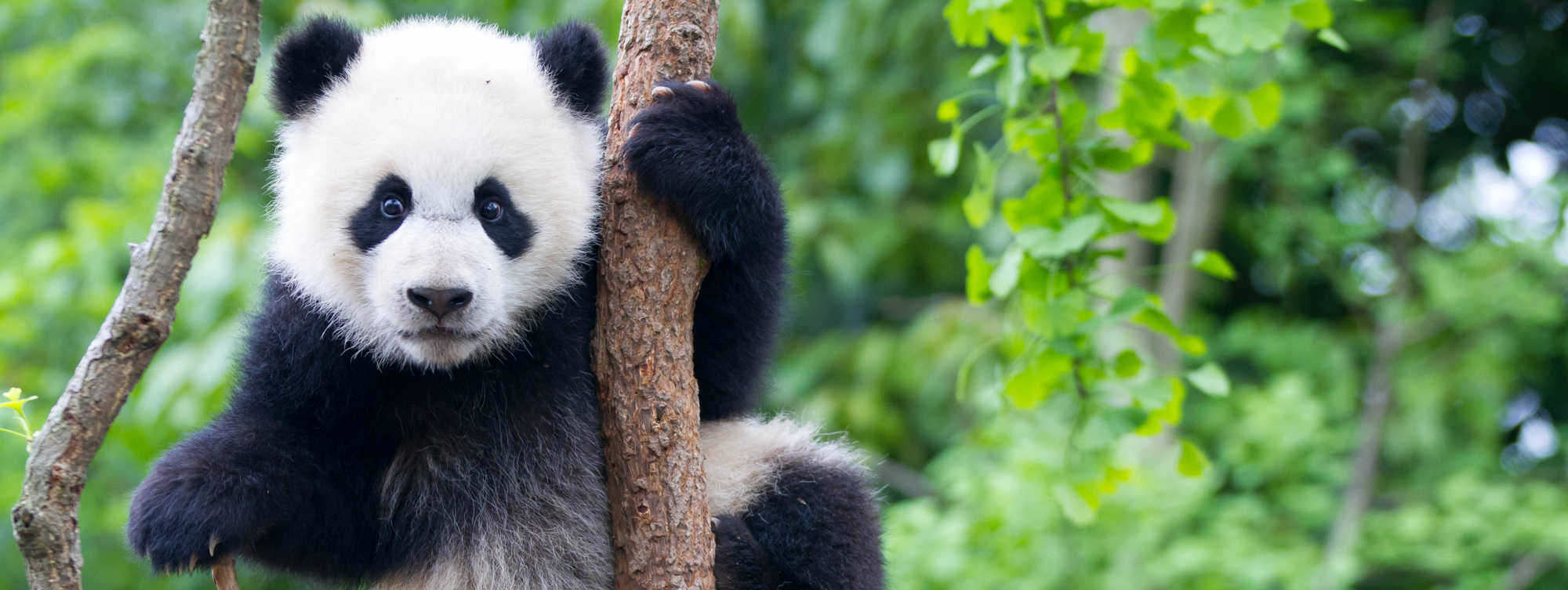 World Wildlife Fund Canada | WWF.CA