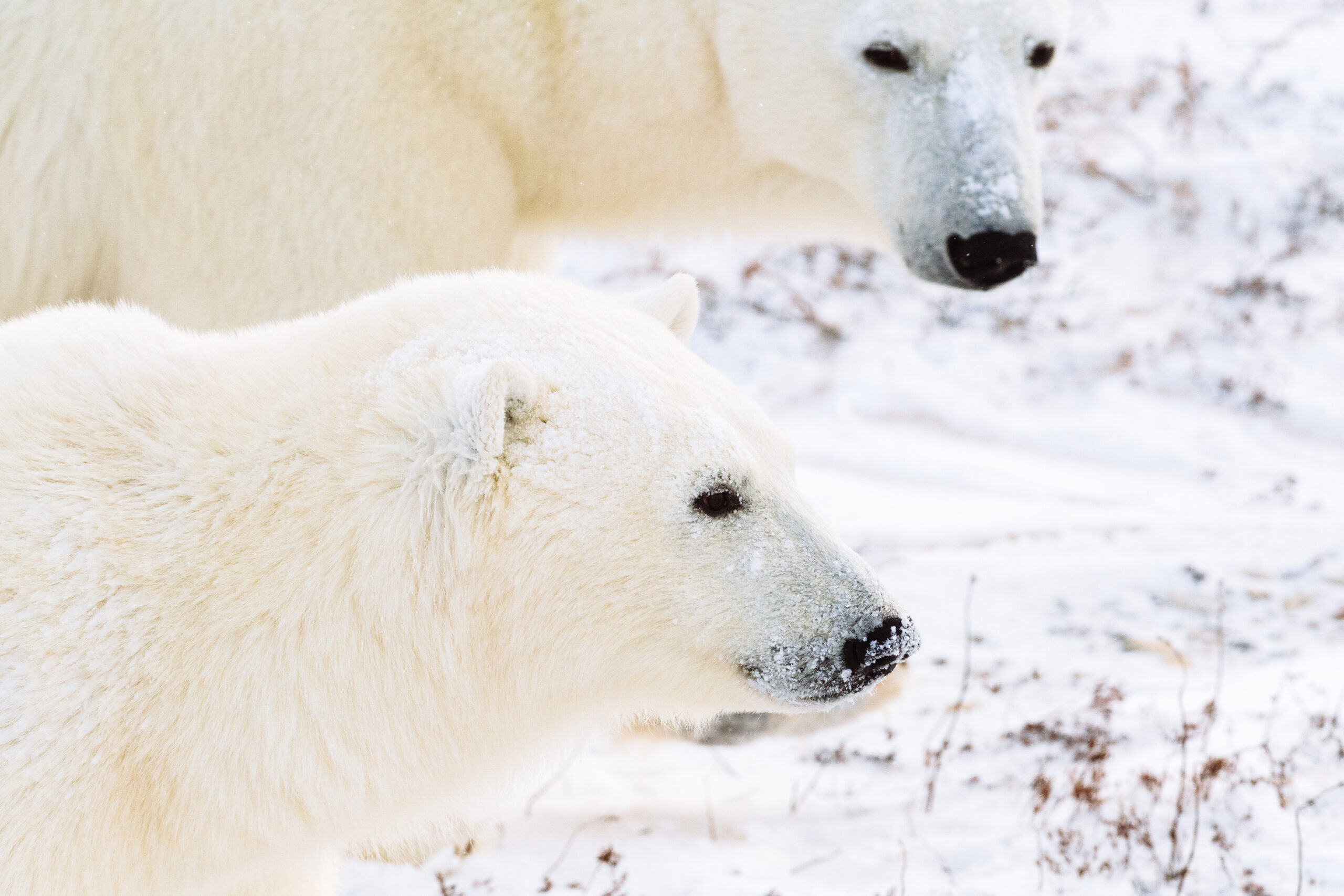 World Wildlife Fund Canada | WWF.CA