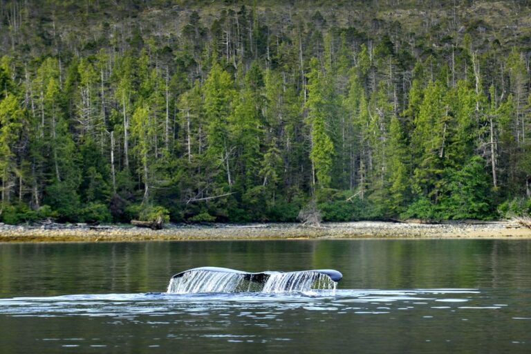 Too fast, too filthy: Ship speeds and waste making Great Bear Sea a ...