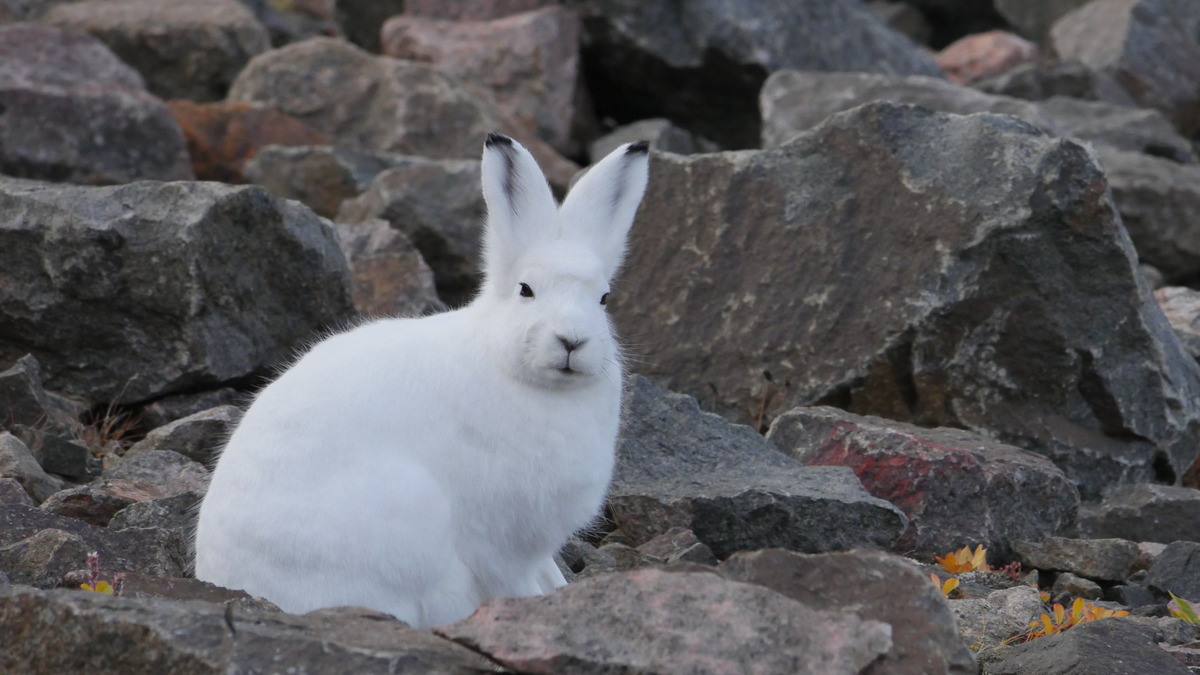 Creatures of the cold: How do Canadian wildlife thrive during winter ...