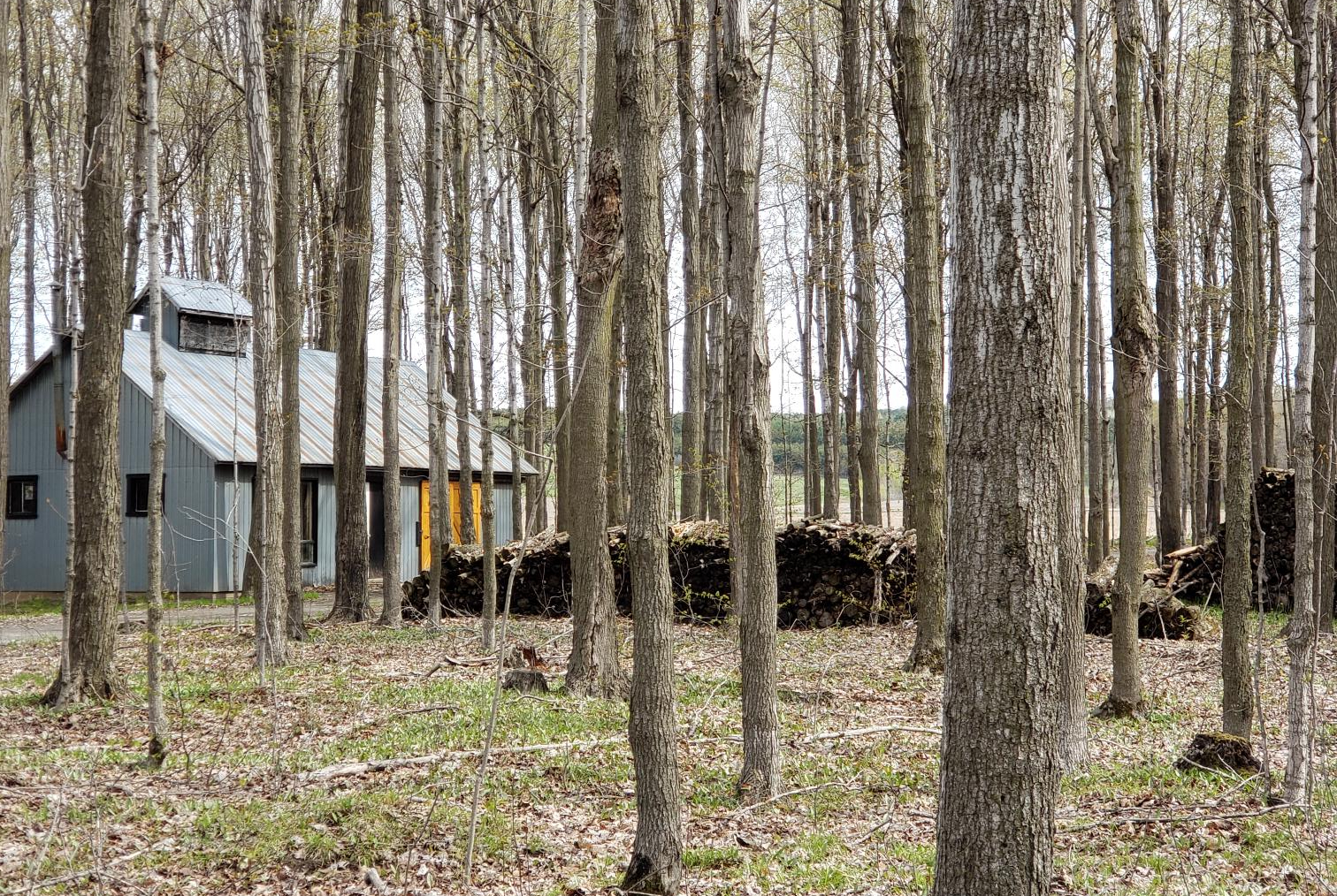 Restoring maple forests for species, climate and, yum, maple syrup ...