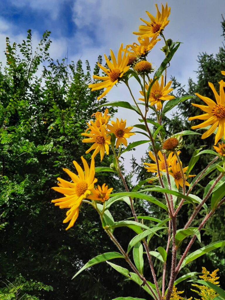 Act Locally: How to enjoy the benefits of native grasslands in your own ...
