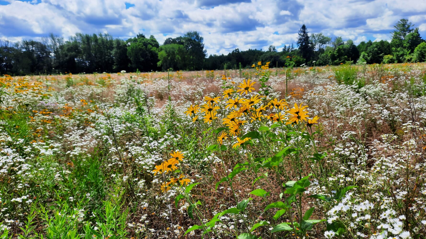 Act Locally: How to enjoy the benefits of native grasslands in your own ...