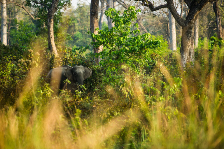 Big steps forward: A path to elephant conservation in Nepal - WWF.CA