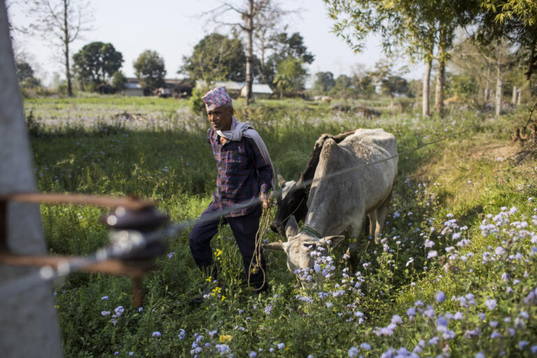 How mint leaves and lemon trees are helping elephant conservation in ...