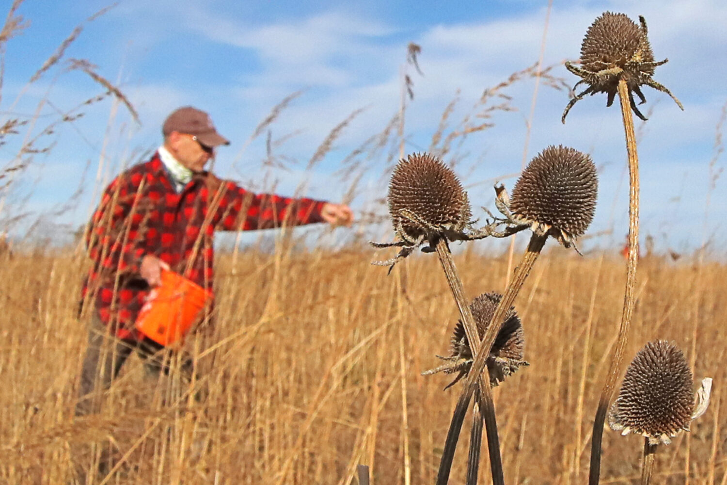Act Locally: How to enjoy the benefits of native grasslands in your own ...