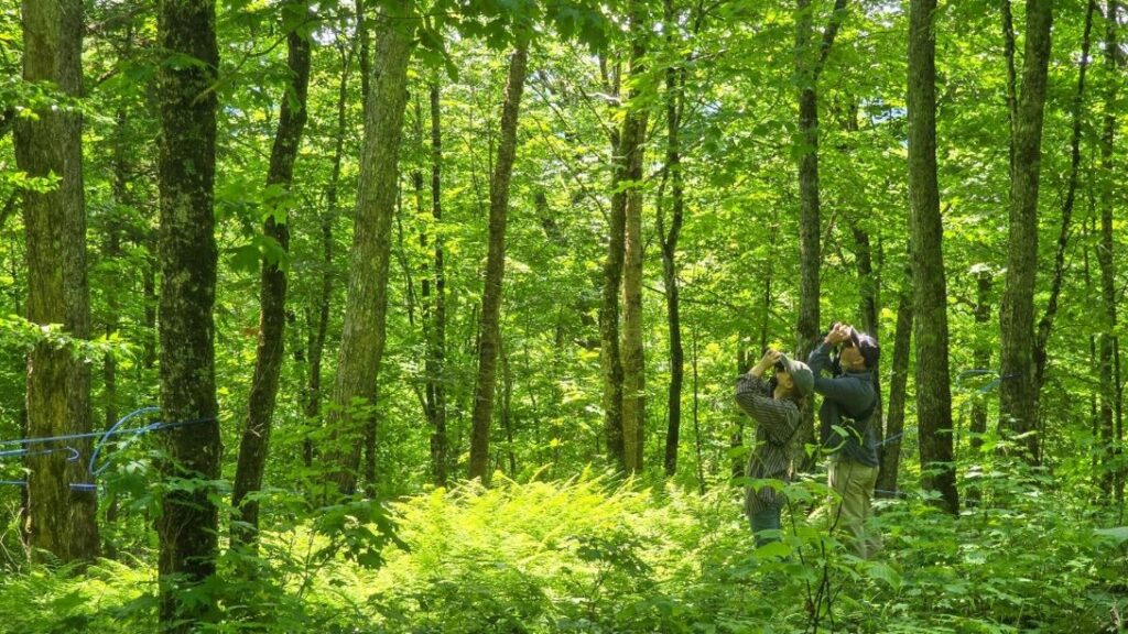 How maple syrup can help fight climate change and biodiversity loss ...