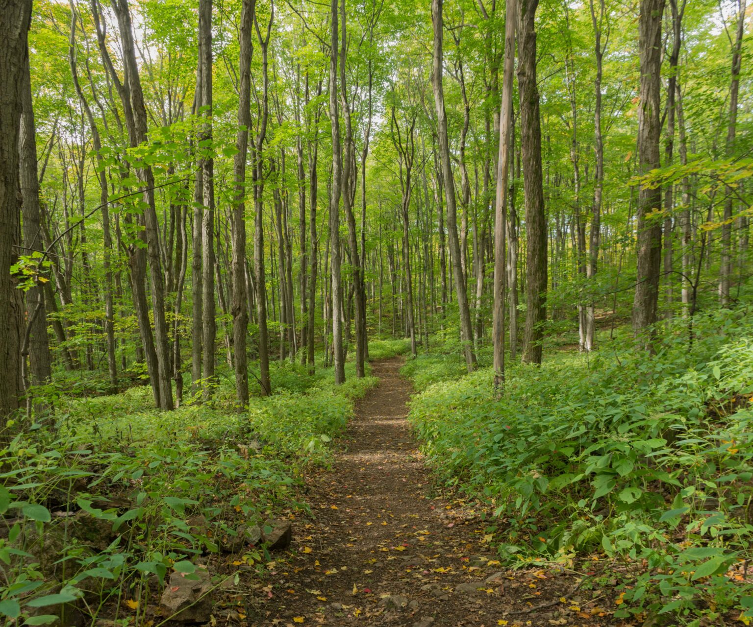 How maple syrup can help fight climate change and biodiversity loss ...
