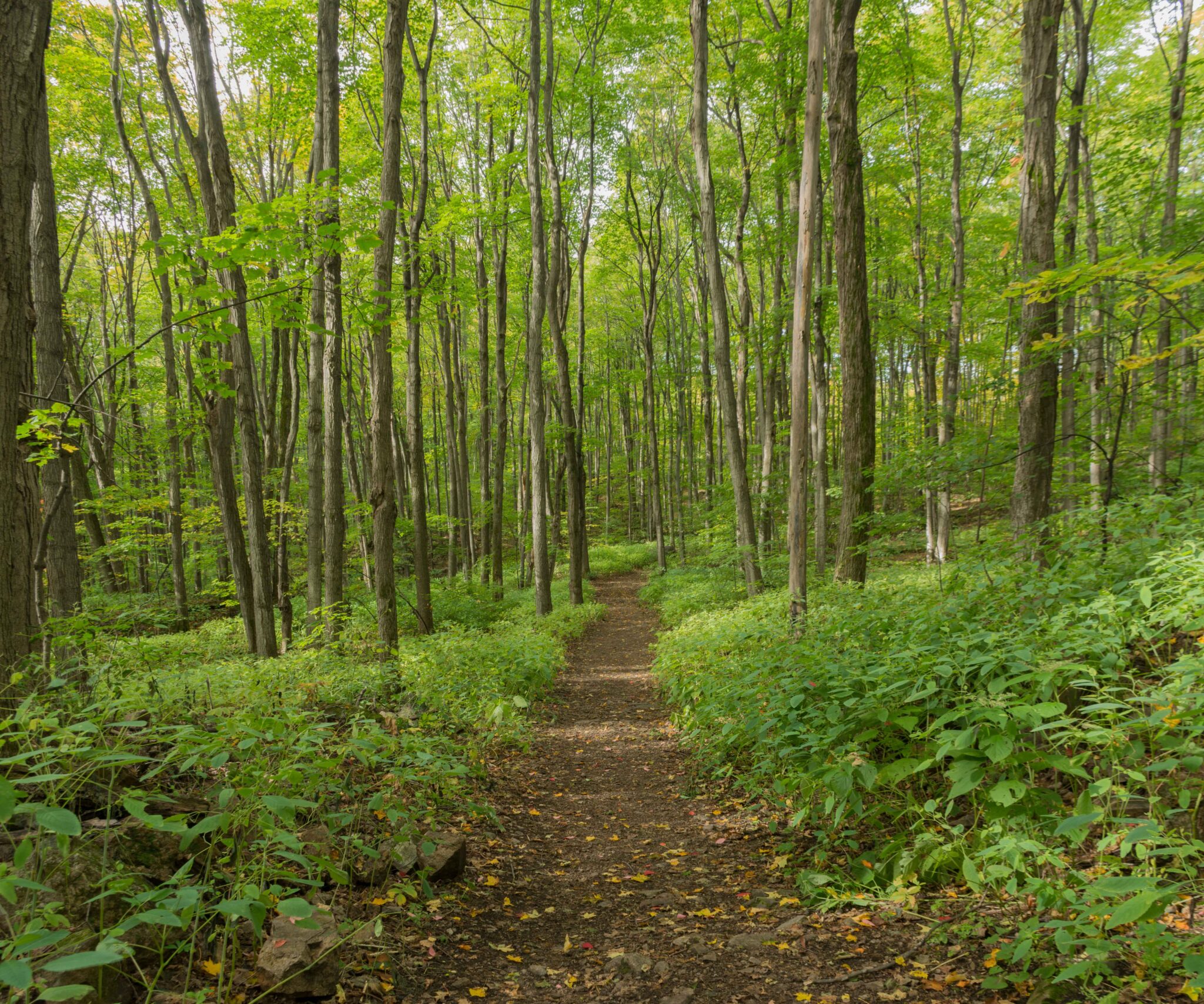 How maple syrup can help fight climate change and biodiversity loss ...