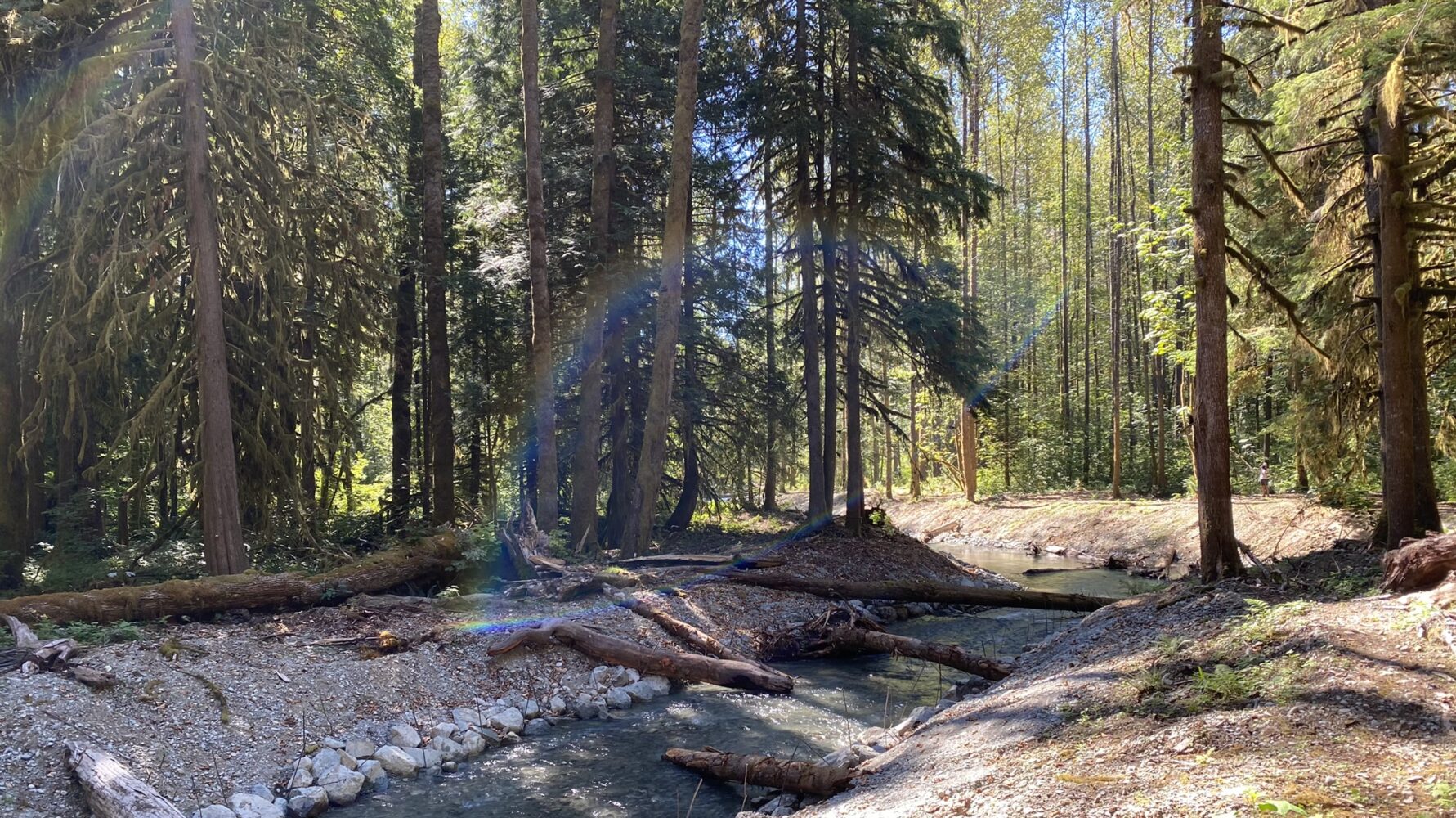 What is restoration? The work behind the word - WWF.CA