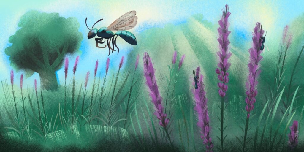 Summer’s native plant bouquet is a gift to birds, bees and more - WWF.CA