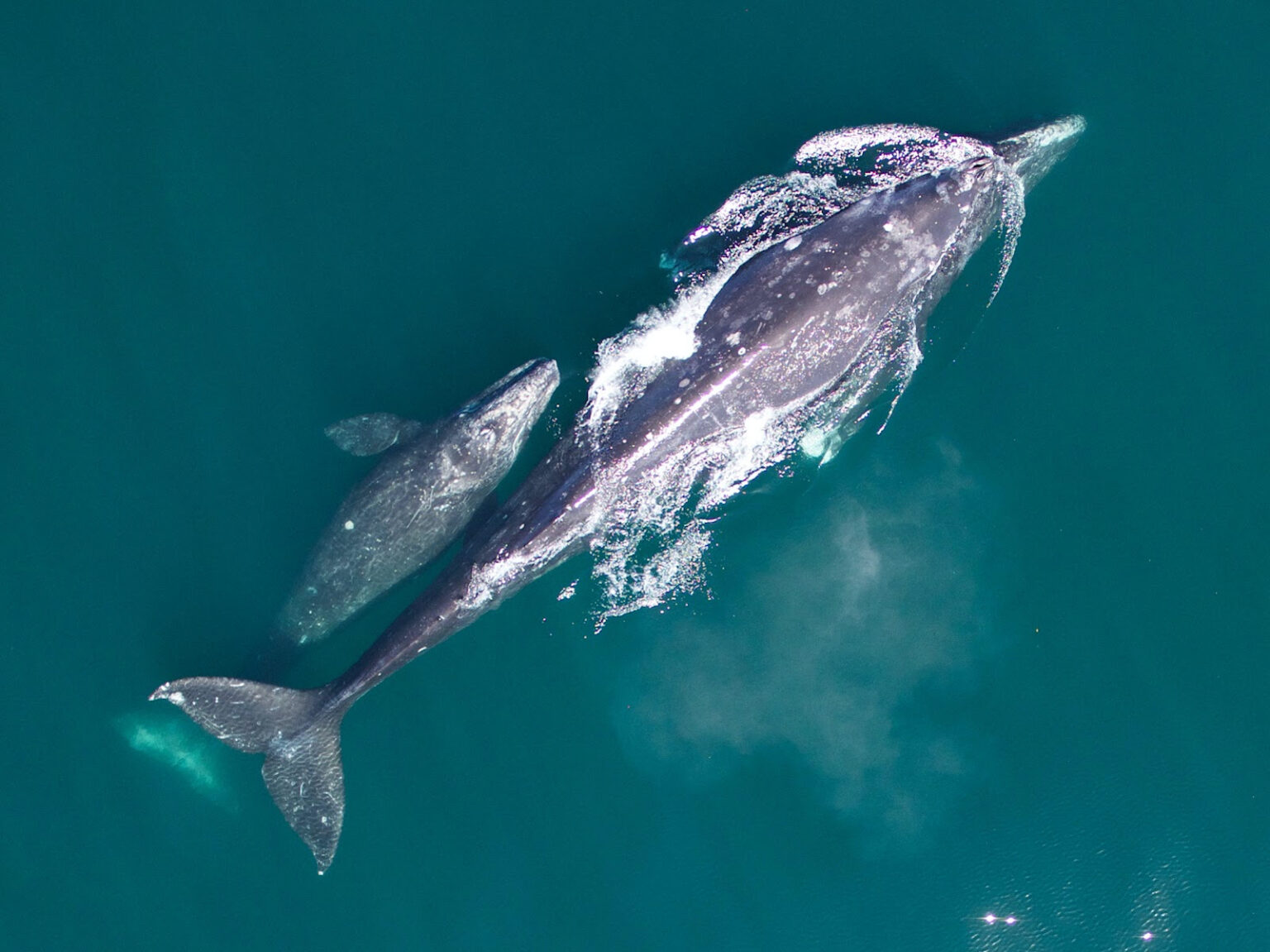 Migrating whales need specially managed blue corridors - WWF.CA