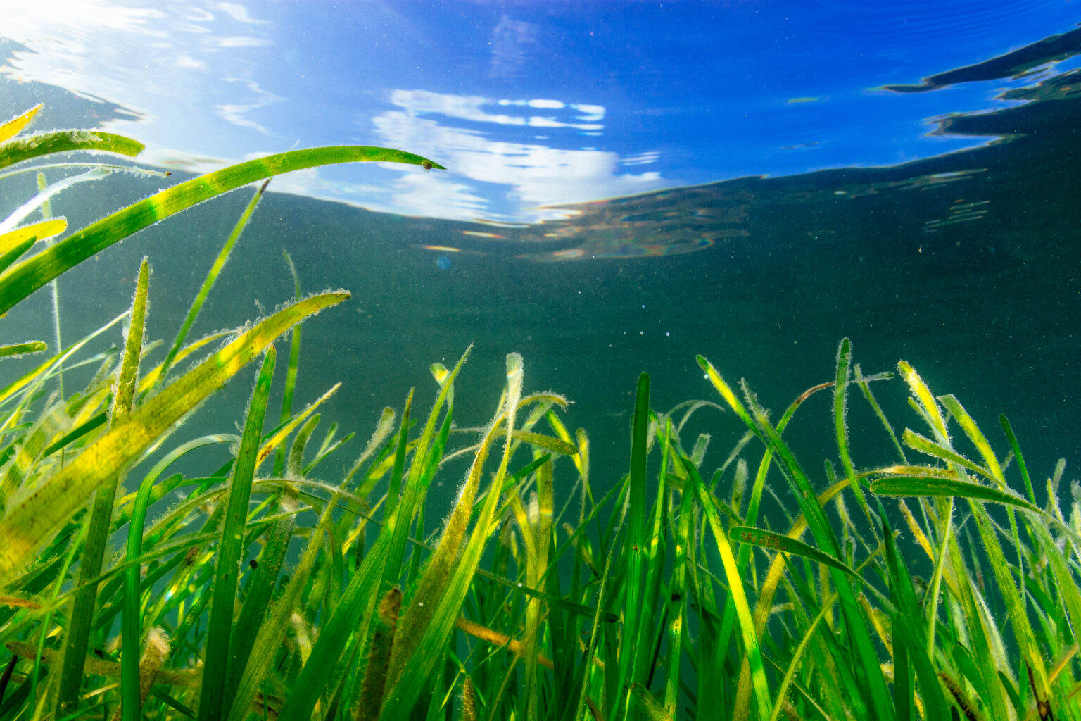 Why salt marshes and seagrass meadows matter - WWF.CA