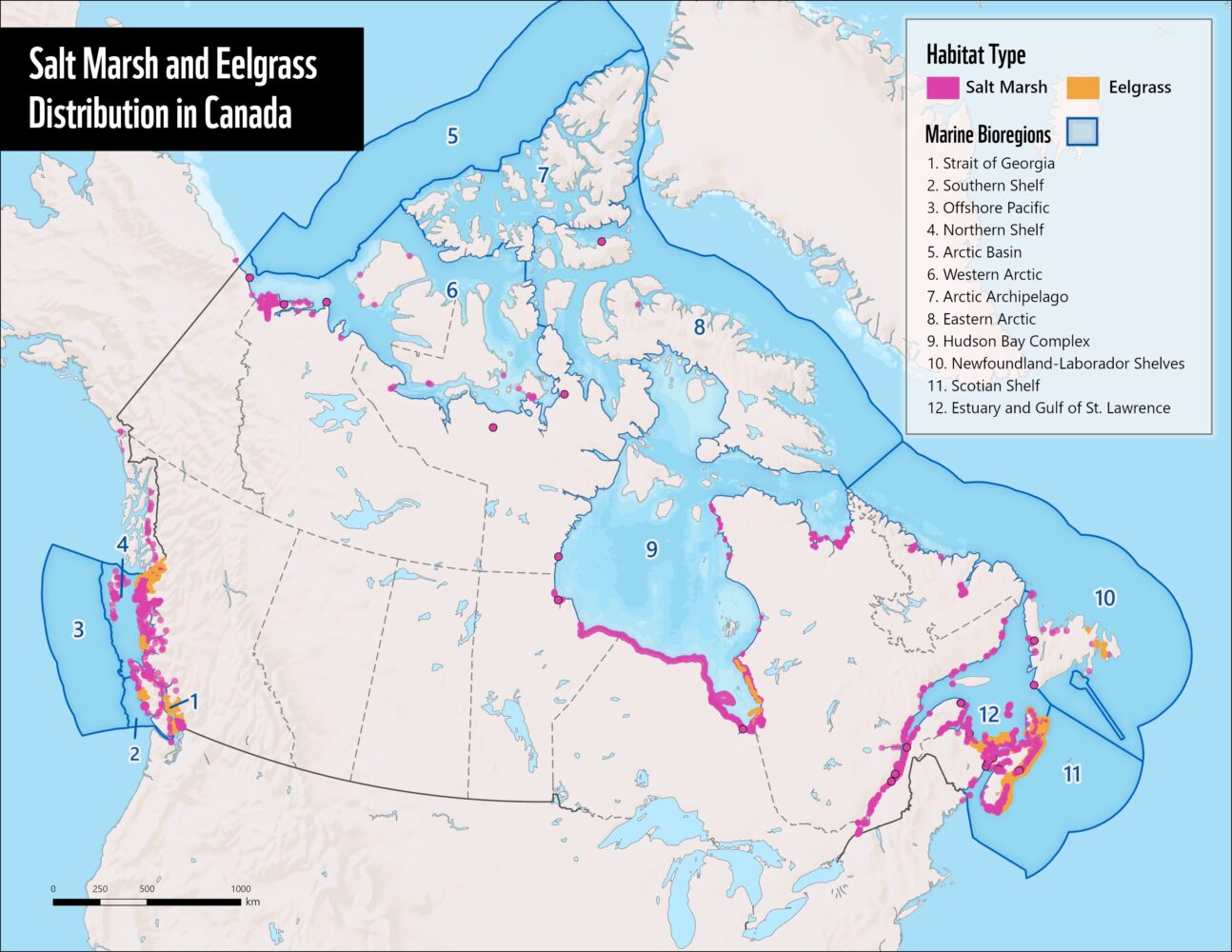 Why salt marshes and seagrass meadows matter - WWF.CA