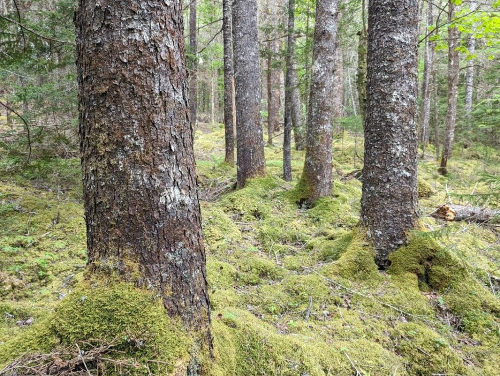 Nova Scotia’s native plants stir spirits with sweet and salty seaside ...