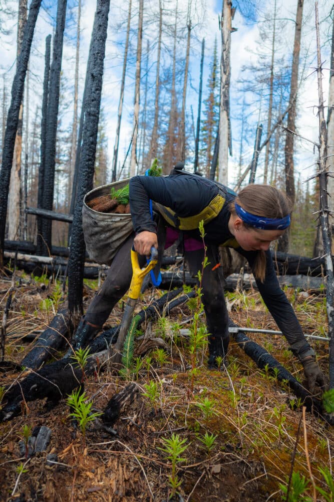 Indigenous-led reforestation reduces future fire-season threats - WWF.CA