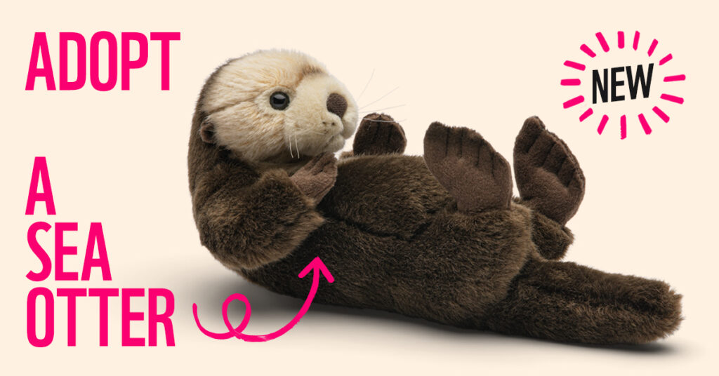 You otter know: WWF-Canada releases new species for symbolic adoption - WWF.CA