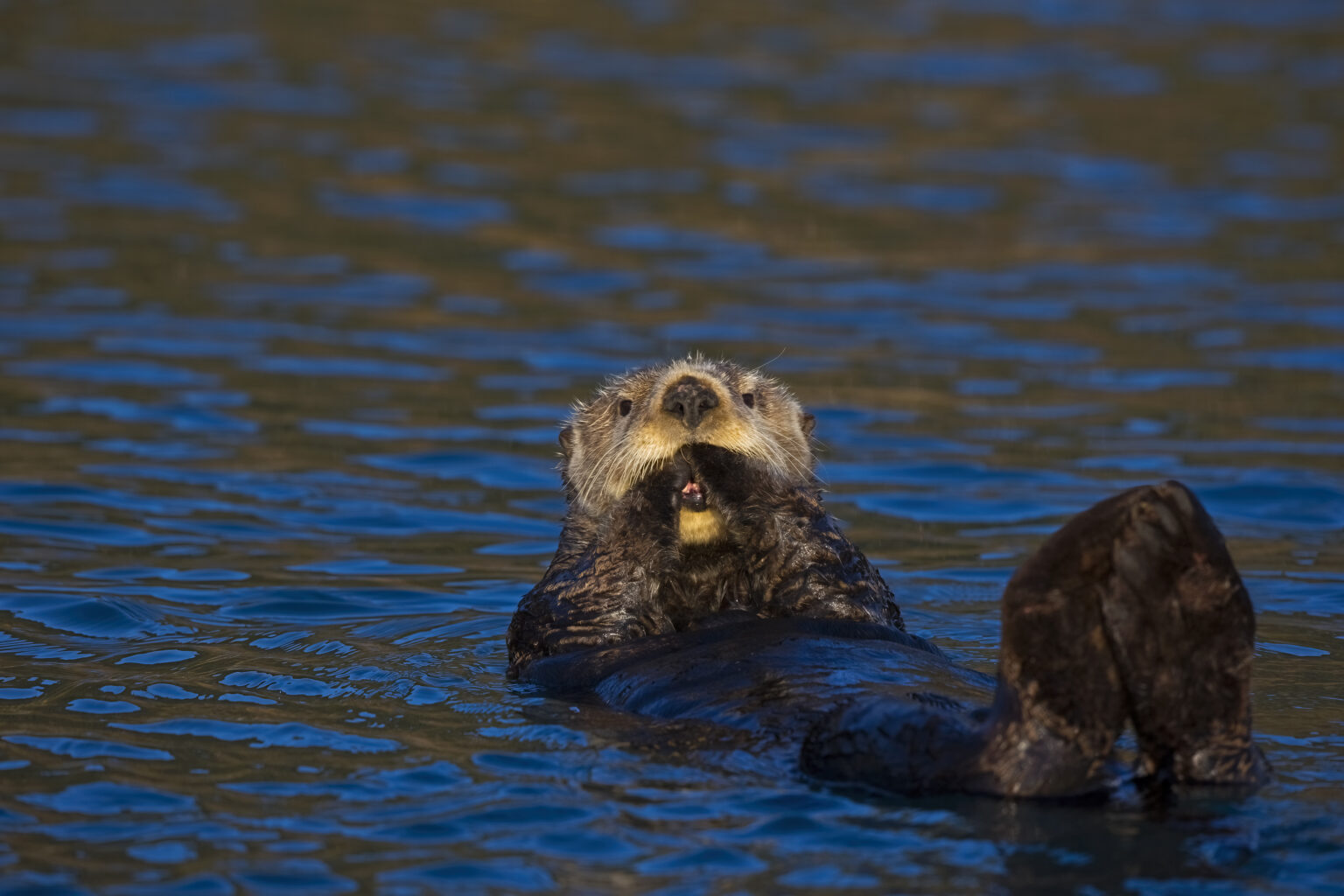 10 facts you otter know about sea otters - WWF.CA