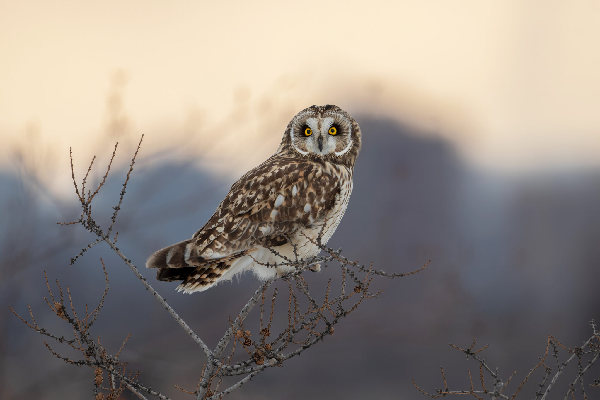 World Wildlife Fund Canada | WWF.CA