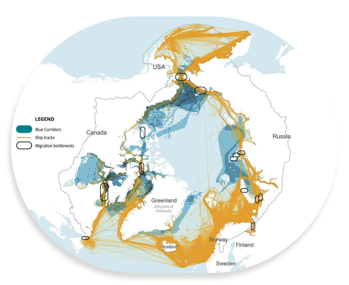 Giving whales the right of way over ships - WWF.CA