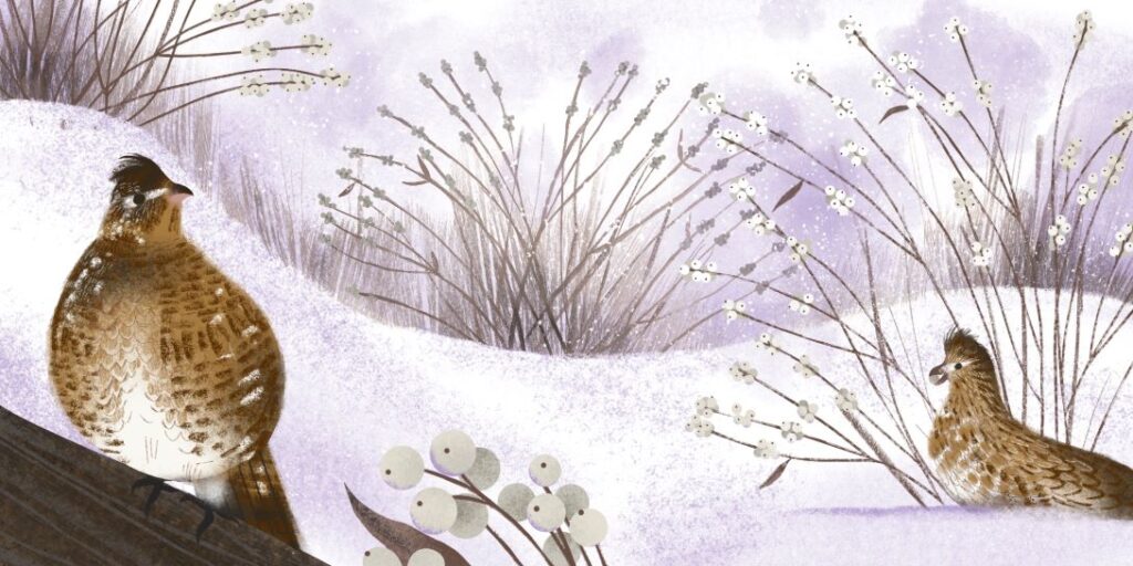 Native plants hold answers to many winter wildlife mysteries - WWF.CA