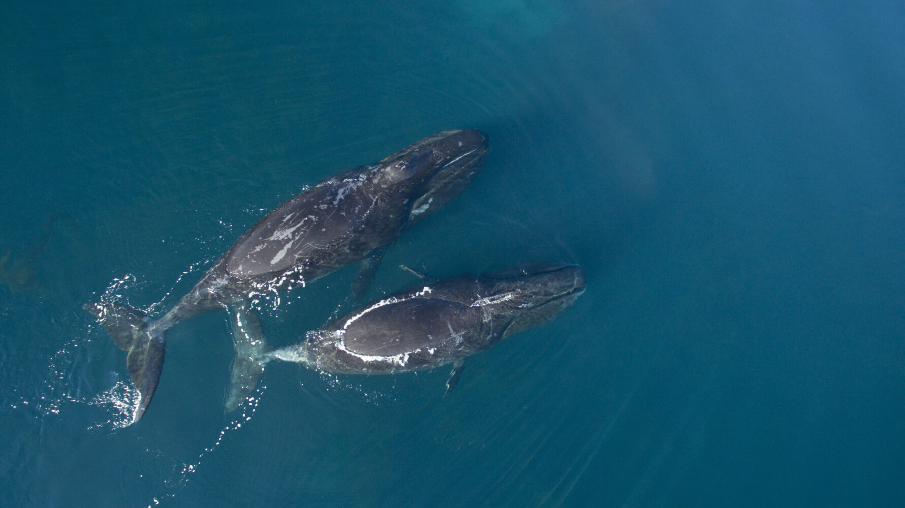 Giving whales the right of way over ships - WWF.CA