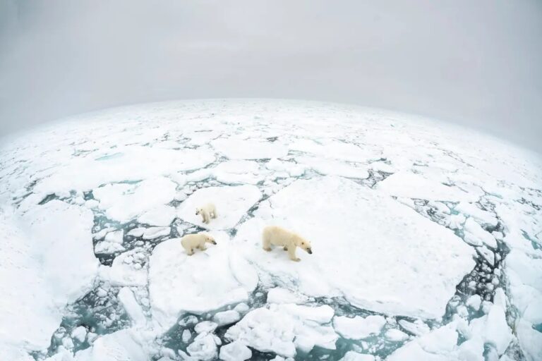 Last Ice Area research reveals new vulnerability to Arctic warming - WWF.CA