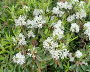Native plants of Newfoundland and Labrador: rugged, useful — sometimes ...