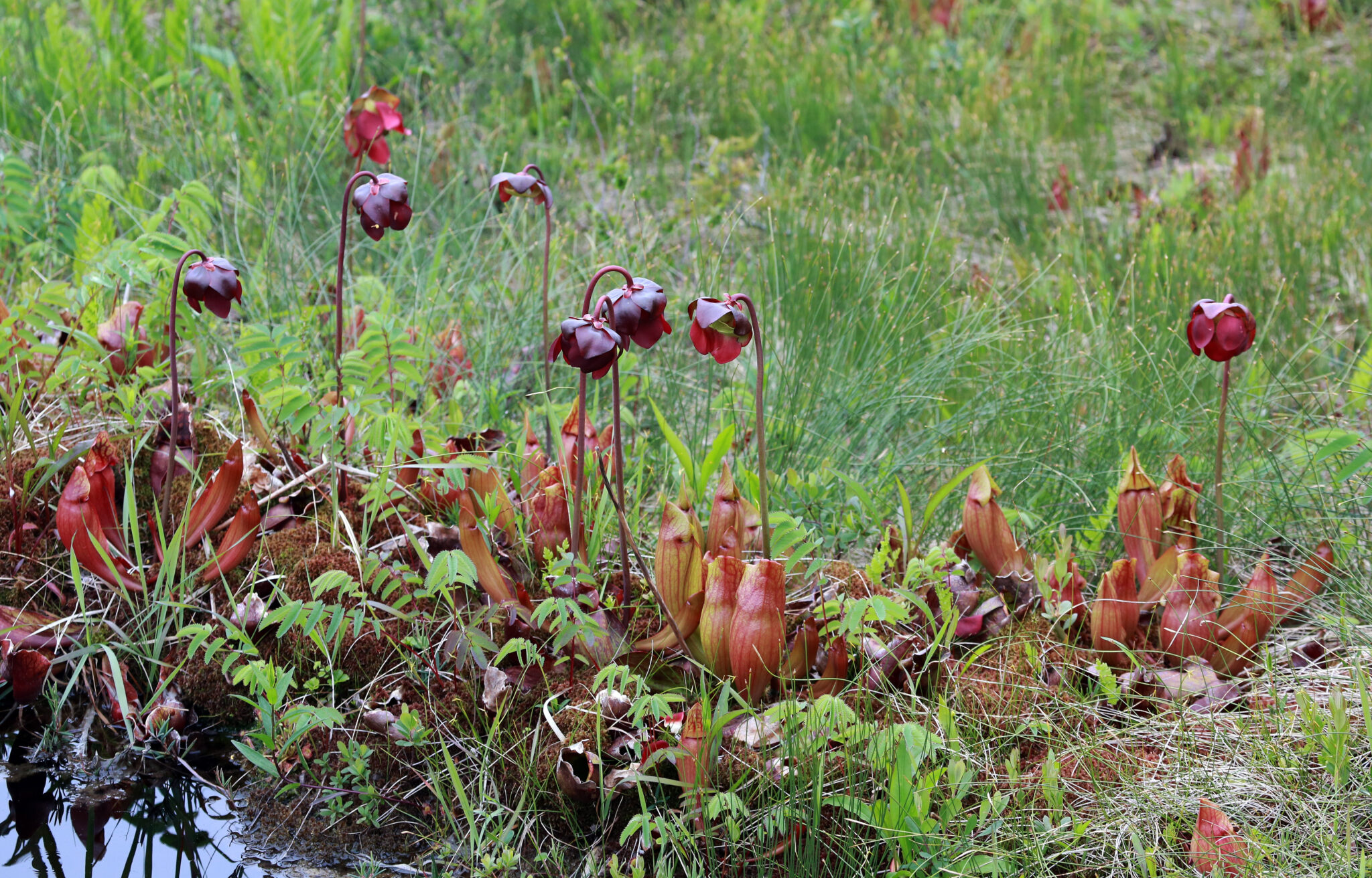 Native plants of Newfoundland and Labrador: rugged, useful — sometimes ...