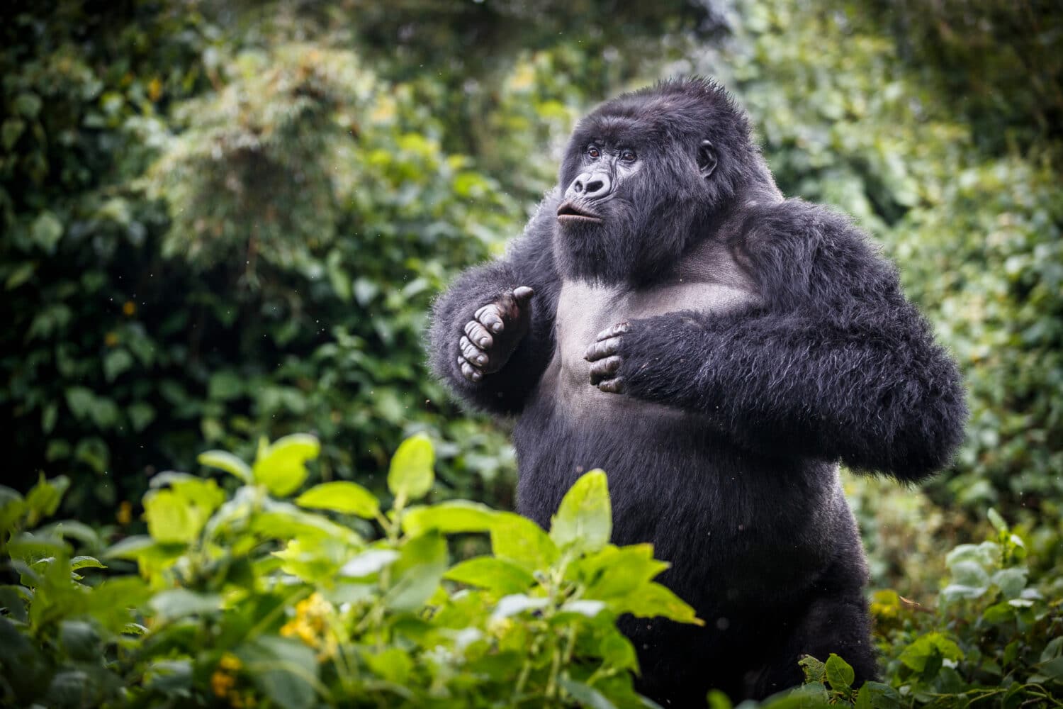 From risk to resilience: The story of the mountain gorilla - WWF.CA