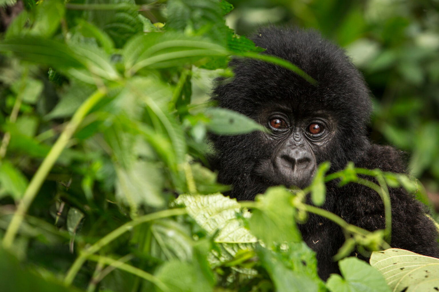 From risk to resilience: The story of the mountain gorilla - WWF.CA