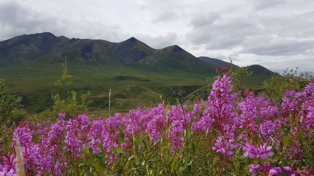 Yukon’s native plants uplift the territory’s people and ecosystems - WWF.CA