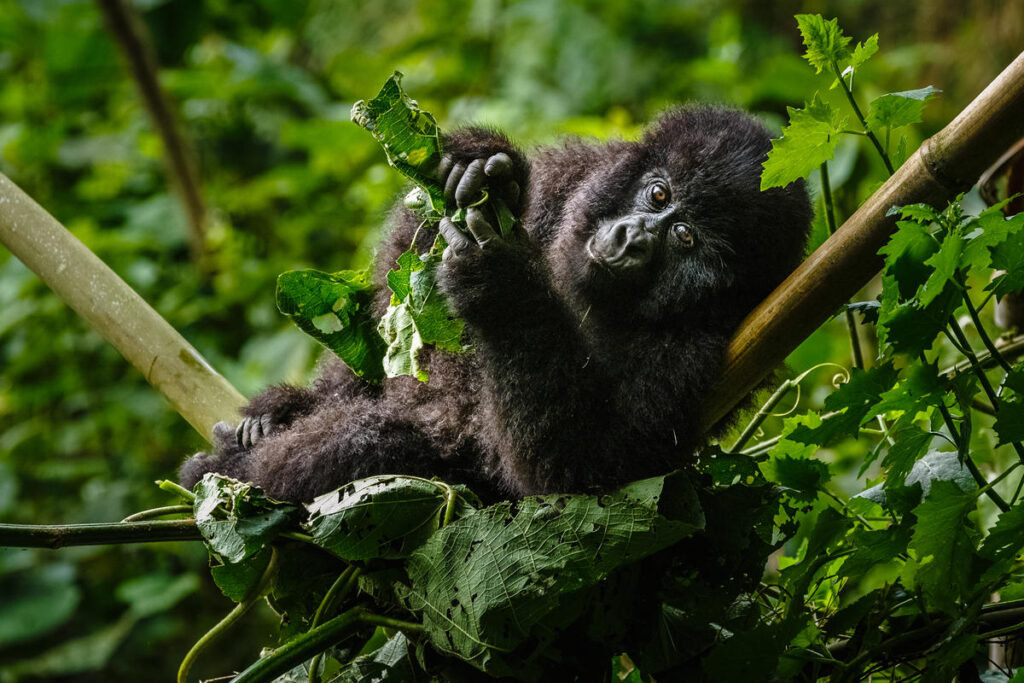 World Wildlife Fund Canada | WWF.CA