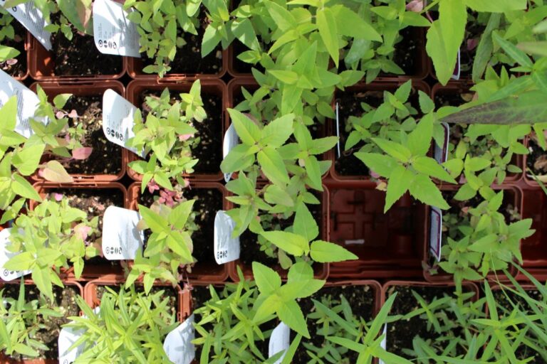 Tips to help you shop for native plants - WWF.CA